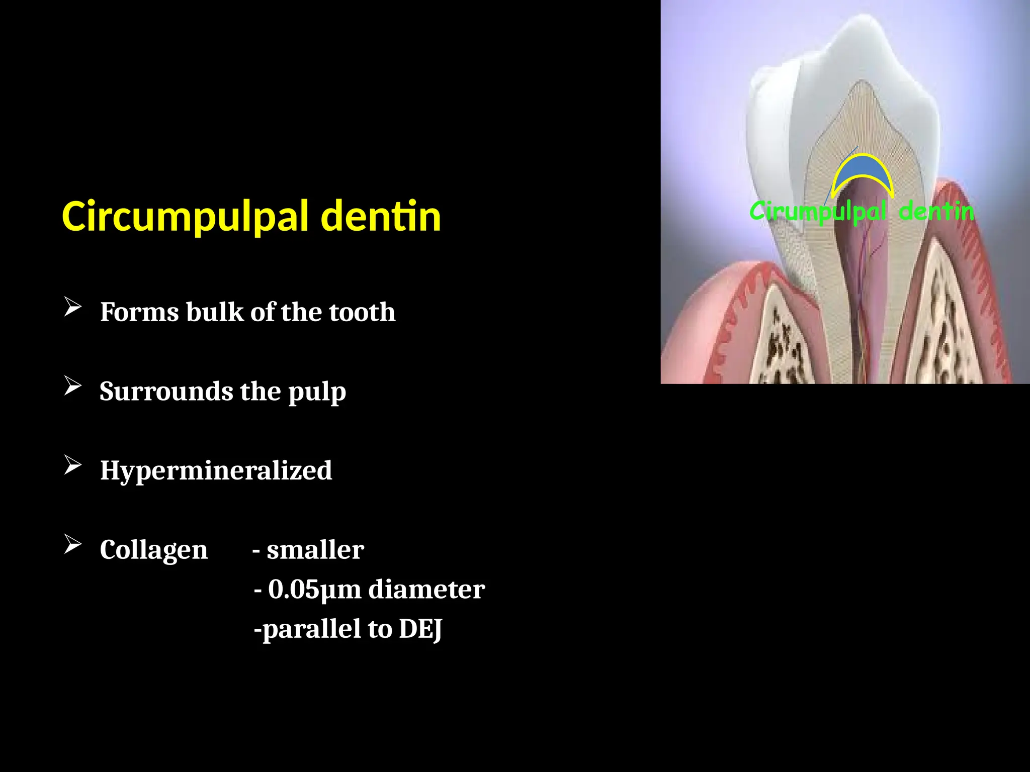 1. Dentin structure of toothtypes of dentin inter | PPTX