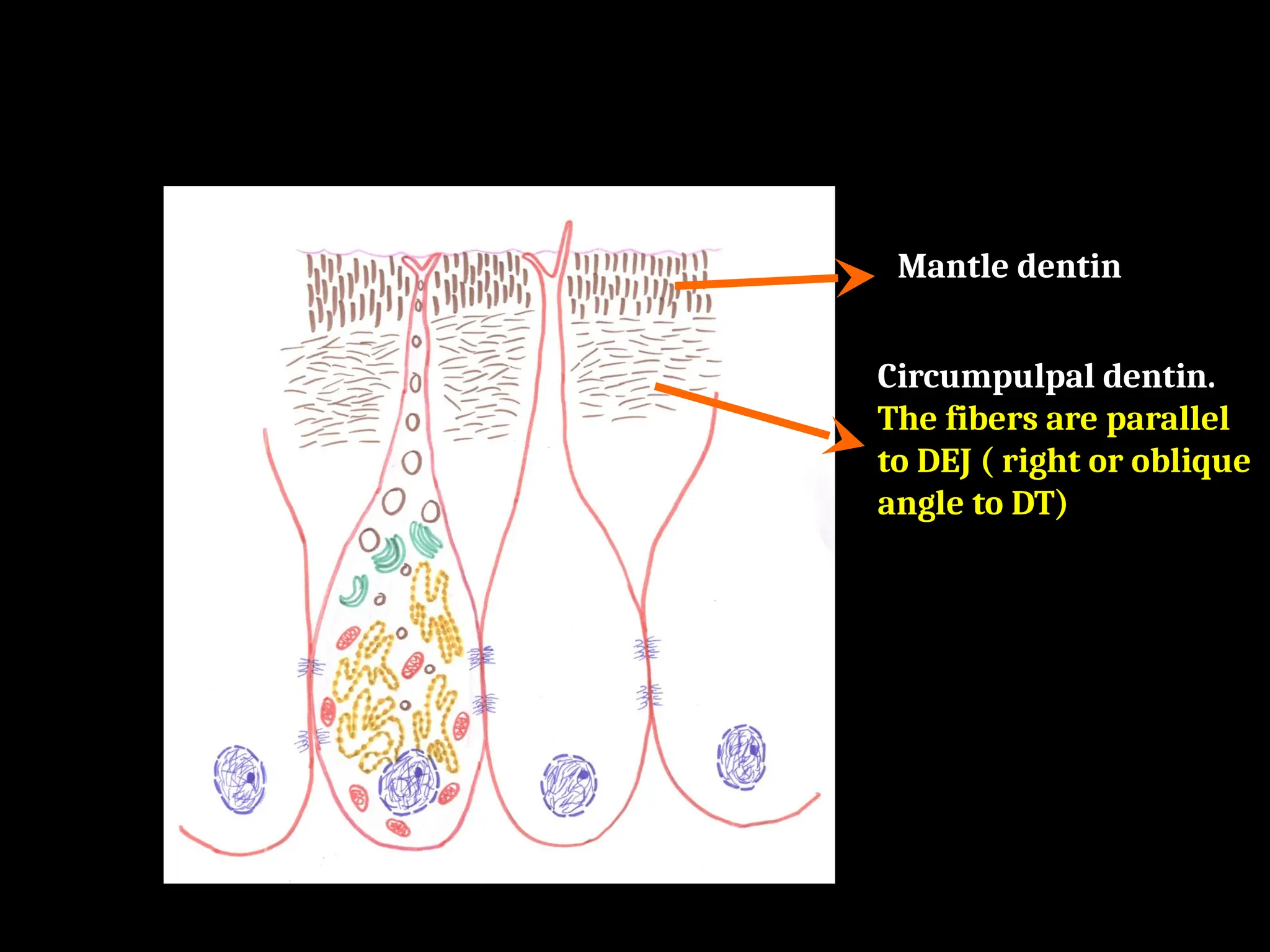 1. Dentin structure of toothtypes of dentin inter | PPTX