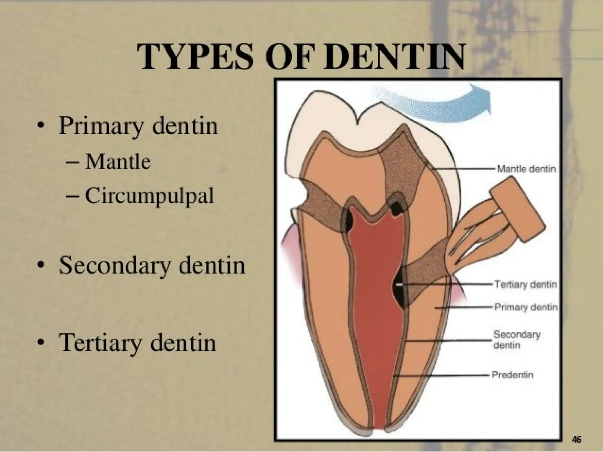 1. Dentin structure of toothtypes of dentin inter | PPTX
