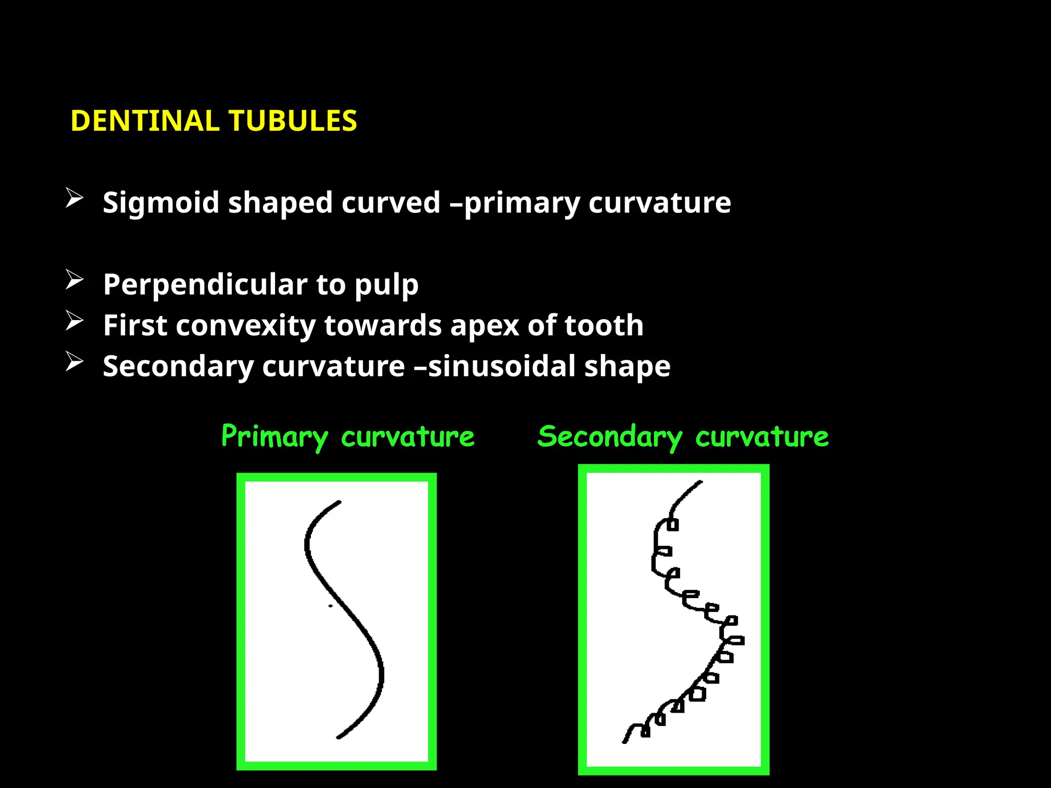 1. Dentin structure of toothtypes of dentin inter | PPTX