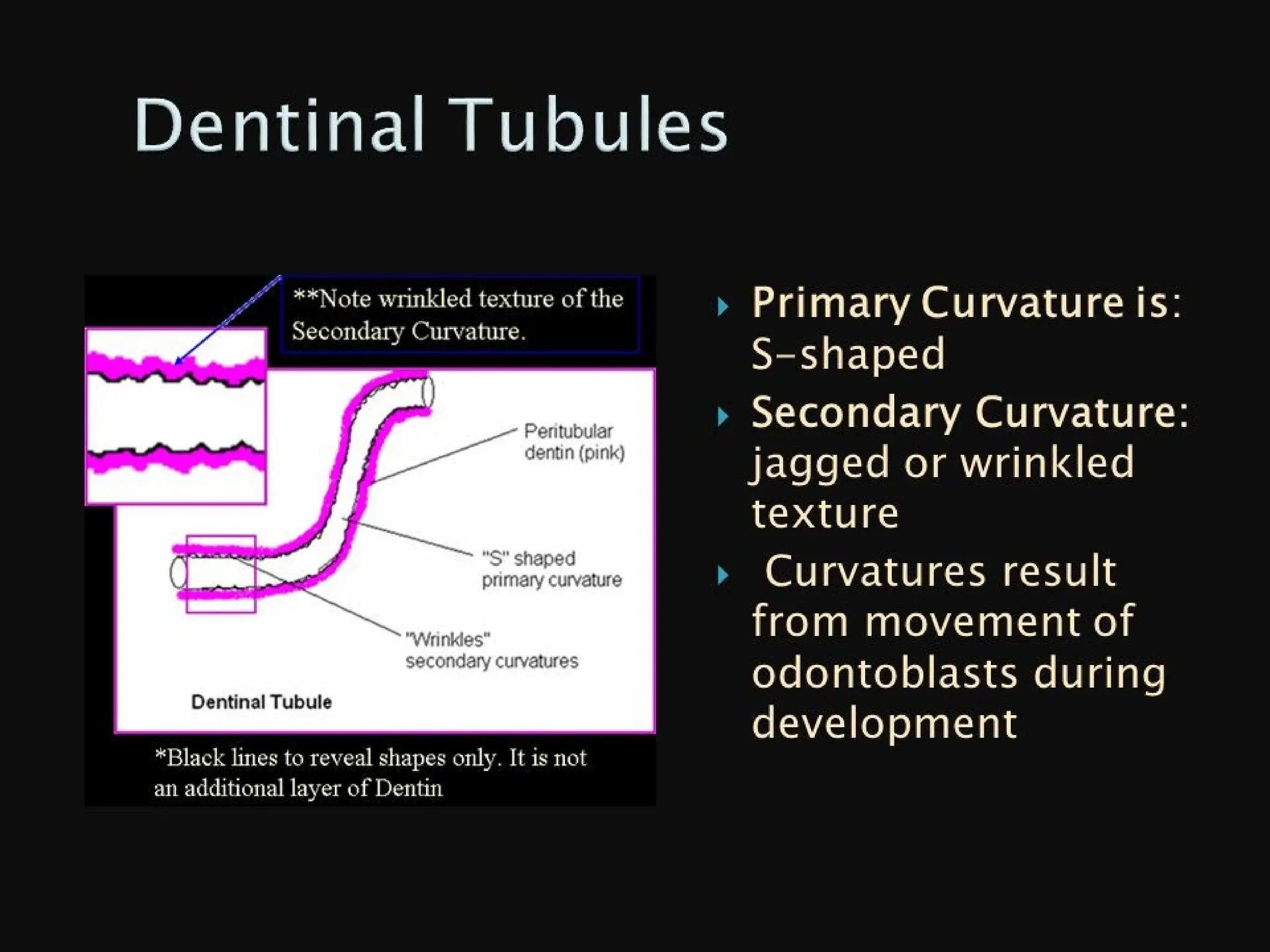 1 Dentin Structure Of Toothtypes Of Dentin Inter Ppt