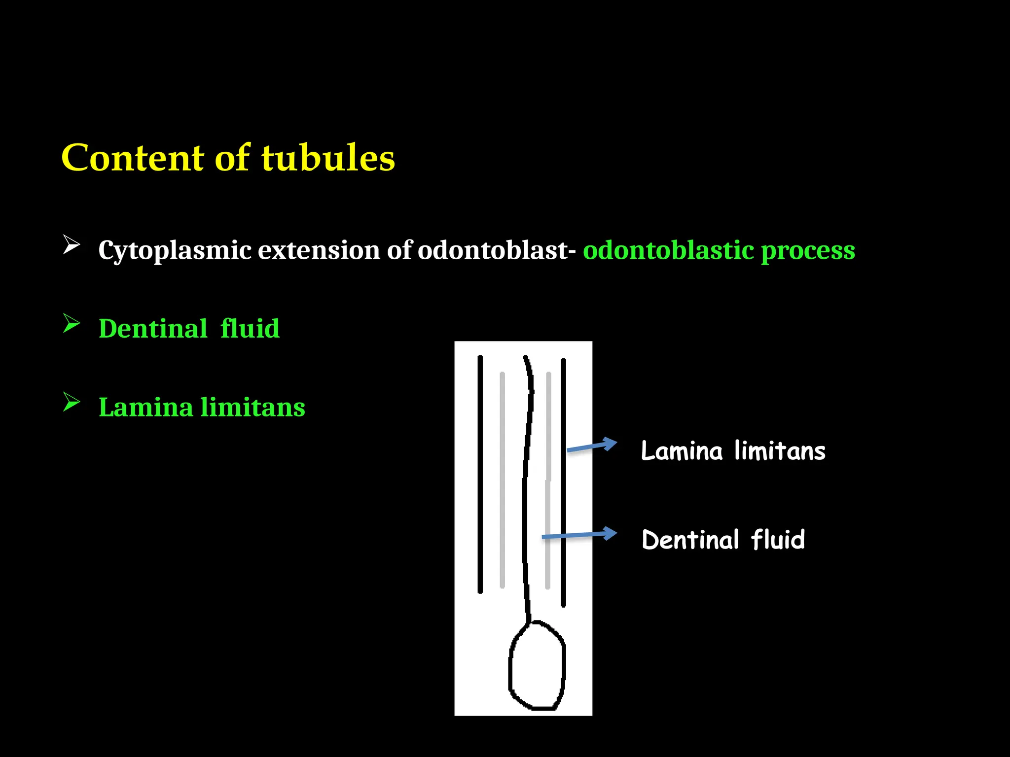 1. Dentin structure of toothtypes of dentin inter | PPTX