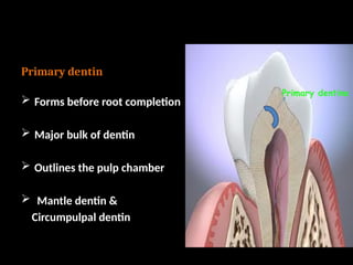 1. Dentin structure of toothtypes of dentin inter | PPTX