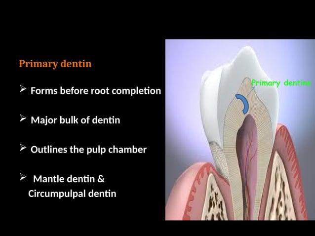 1. Dentin structure of toothtypes of dentin inter | PPT