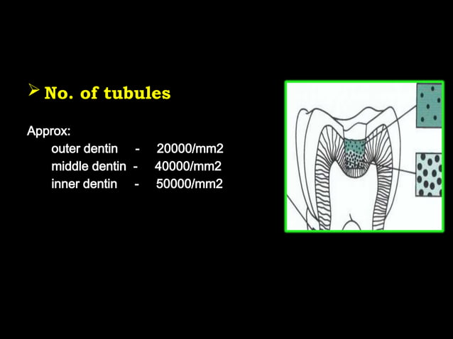 1. Dentin structure of toothtypes of dentin inter | PPT