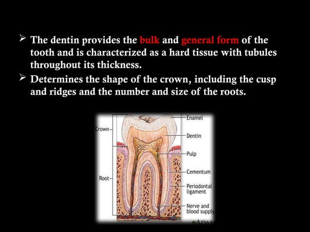 1. Dentin structure of toothtypes of dentin inter | PPT