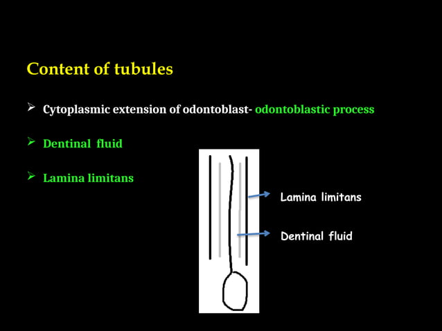 1. Dentin structure of toothtypes of dentin inter | PPT