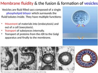 1. B 2.1 HL Membranes and transport.pptx