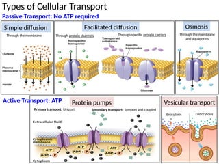 1. B 2.1 HL Membranes and transport.pptx