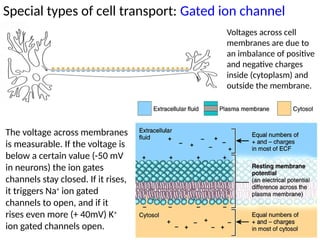 1. B 2.1 HL Membranes and transport.pptx