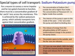 1. B 2.1 HL Membranes and transport.pptx