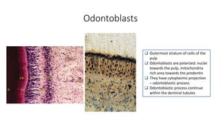 1. pulp structure, DENTAL PULP, PULP CHARACTHERISTICS | PPT