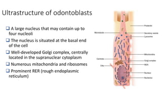 1. pulp structure, DENTAL PULP, PULP CHARACTHERISTICS | PPT
