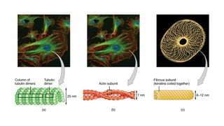 1. pulp structure, DENTAL PULP, PULP CHARACTHERISTICS | PPT