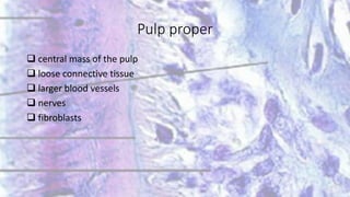 1. pulp structure, DENTAL PULP, PULP CHARACTHERISTICS | PPT
