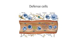 1. pulp structure, DENTAL PULP, PULP CHARACTHERISTICS | PPT