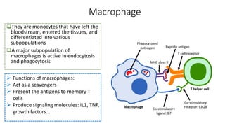 1. pulp structure, DENTAL PULP, PULP CHARACTHERISTICS | PPT