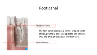 1. pulp structure, DENTAL PULP, PULP CHARACTHERISTICS | PPT