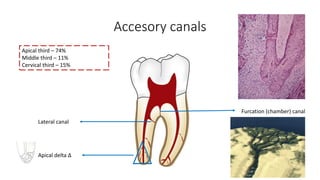 1. pulp structure, DENTAL PULP, PULP CHARACTHERISTICS | PPT