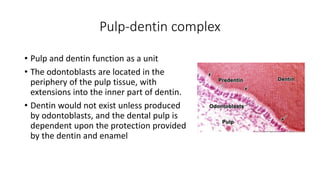 1. pulp structure, DENTAL PULP, PULP CHARACTHERISTICS | PPT