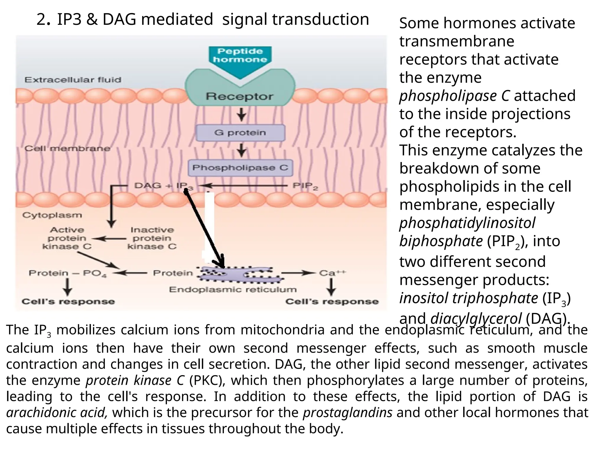 !1. Endocrine system (1).ppt is best note | PPT
