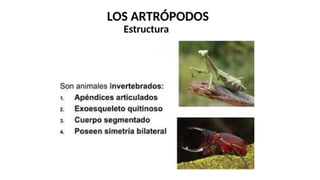 ARTRÓPODOS. Estructura y clasificación del Phylum Arthropoda.pptx