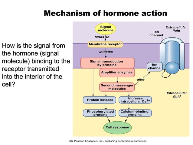 introduction to Hormones in basic hematology | PPT