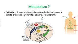 1. Metabolism, central metabolism and regulation of metabolic pathways ...