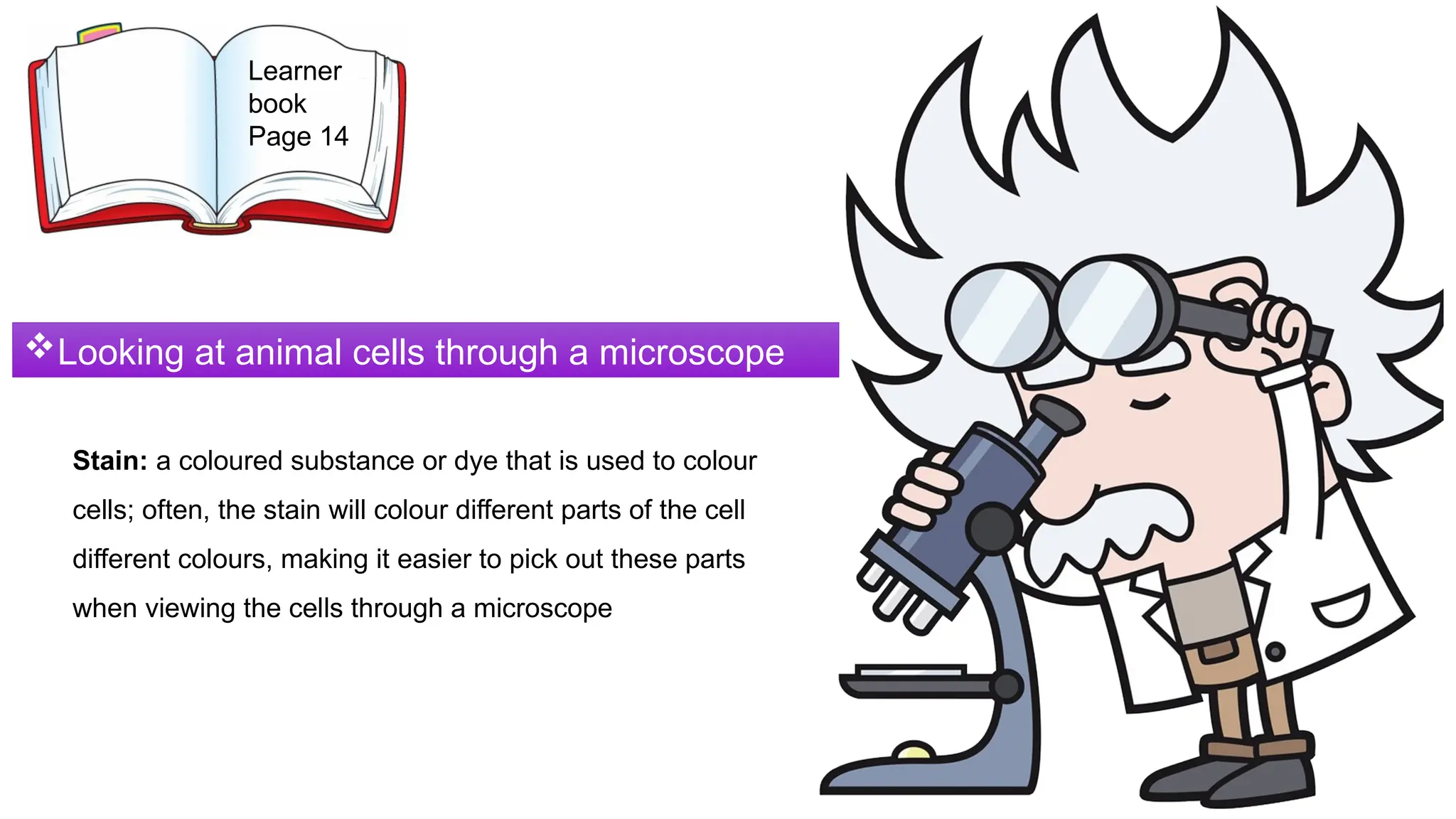 1.2 The animal cells.pptx grade 7 Science | PPTX
