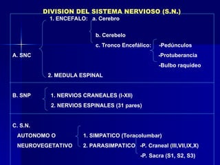 1.-SISTEMA NERVIOSO ANATOFISIOpstiki.ppt