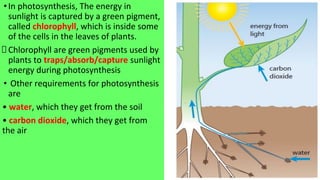 1. PHOTOSYNTHESIS IN PLANTS EXPLAINED.pdf