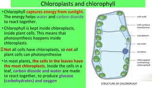 1. PHOTOSYNTHESIS IN PLANTS EXPLAINED.pdf