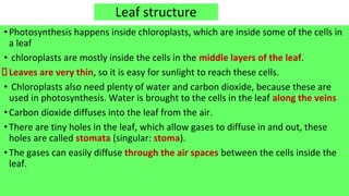 1. PHOTOSYNTHESIS IN PLANTS EXPLAINED.pdf