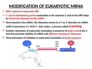 mRNA and its description , procedure, function | PPTX