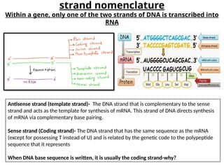 mRNA and its description , procedure, function | PPTX