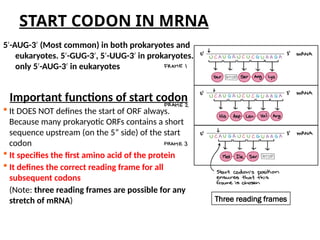 mRNA and its description , procedure, function | PPTX