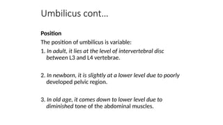 1.ABDOMEN AND ITS LAYERS WITH BOTH .pptx