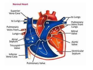 1. CARDIOVASCULAR SYSTEM PATHOLOGY-1.ppt