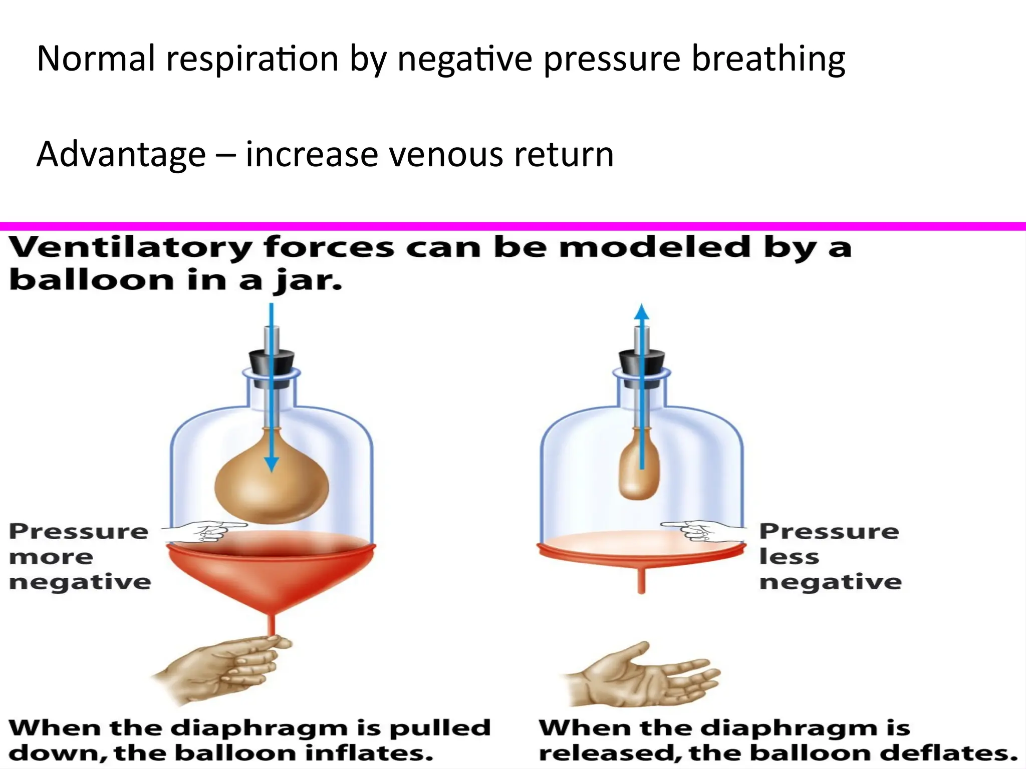 1.Respiratory system physiology powerpoint.pptx