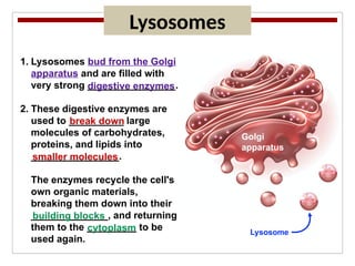 1.2.4. Cell Structures & Organelles.pptx