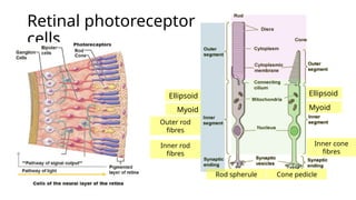 1. Physiologic Model of Spatial Vision and Retinal Sampling.pptx