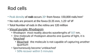 1. Physiologic Model of Spatial Vision and Retinal Sampling.pptx