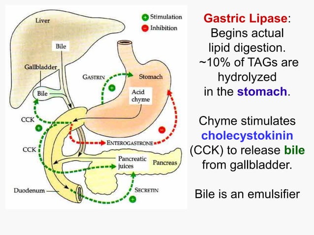 metabolism of complex lipids digestion absorption | PPT