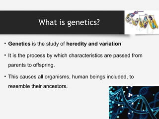 Introduction to genetics, Mendel's work. | PPTX