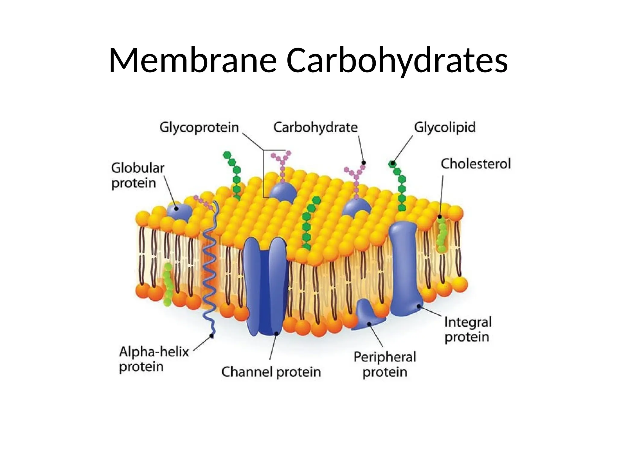 Biomolecules & the cell BPT biochemistry | PPT