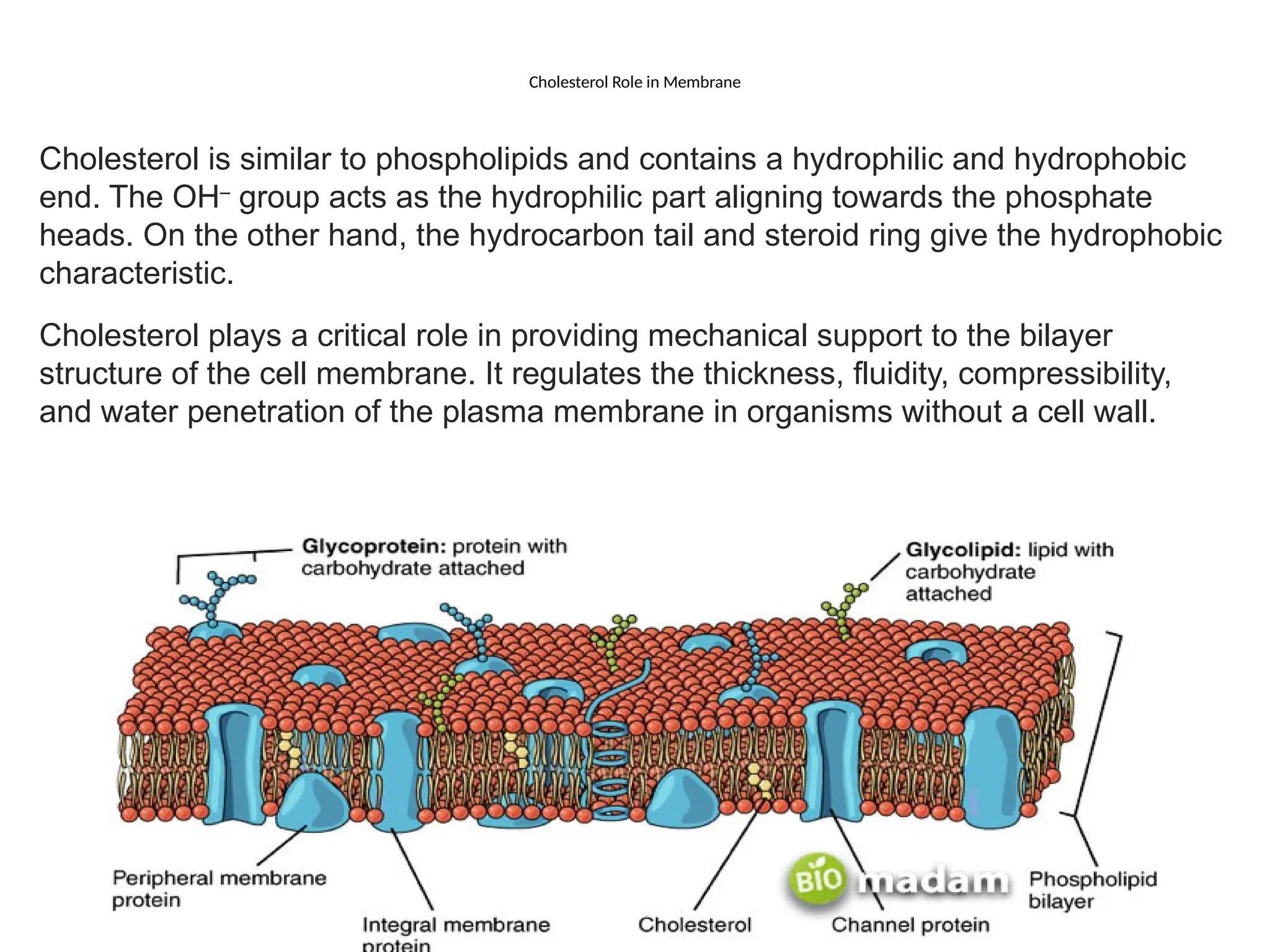 Biomolecules & the cell BPT biochemistry | PPTX