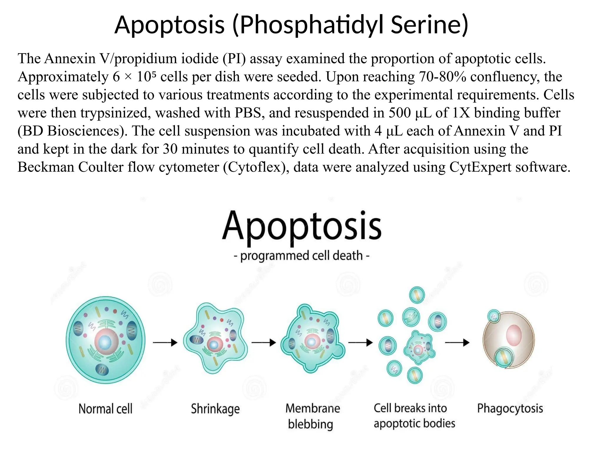 Biomolecules & the cell BPT biochemistry | PPTX