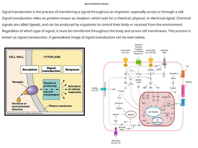 Biomolecules & the cell BPT biochemistry | PPT