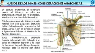 1. Segmentos y partes del cuerpo humano.pptx