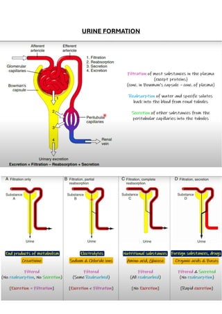 1. Anatomy of the kidney and urine formation | PDF